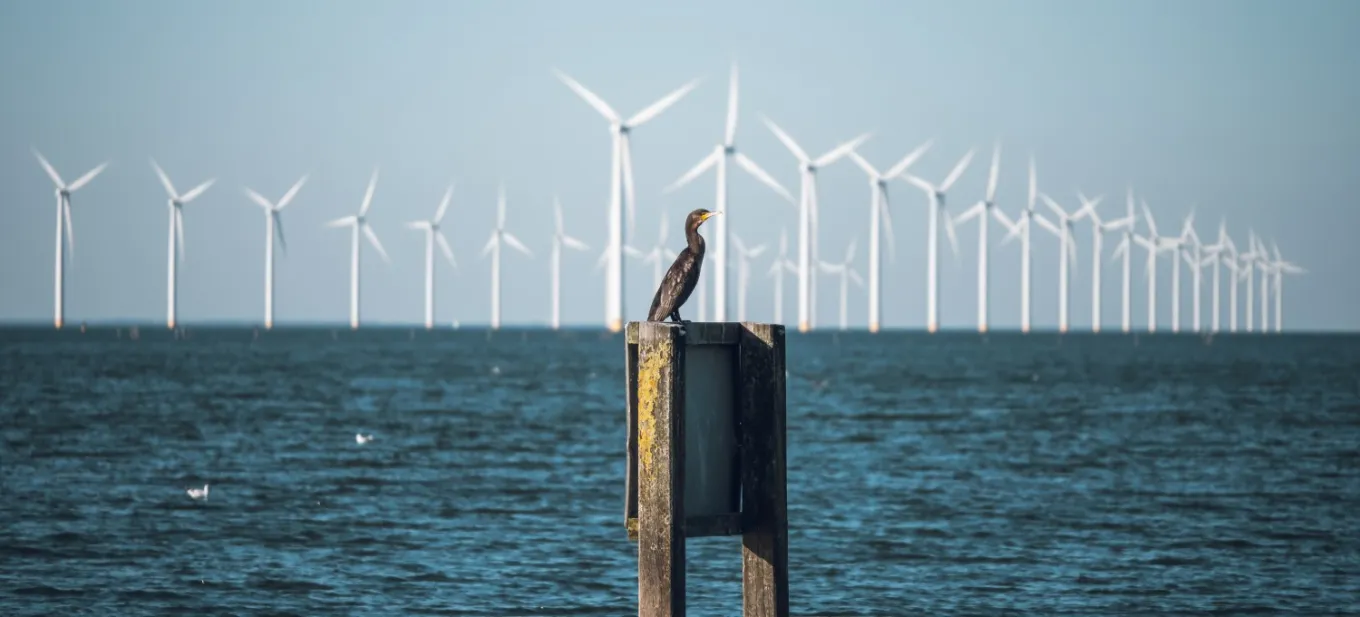 Wind farm or nature reserve? | WUR