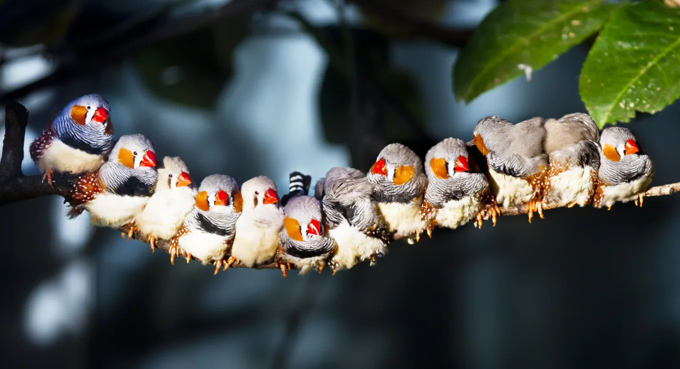 Research theme of Behavioural Ecology Group: Behavioural ecology | WUR