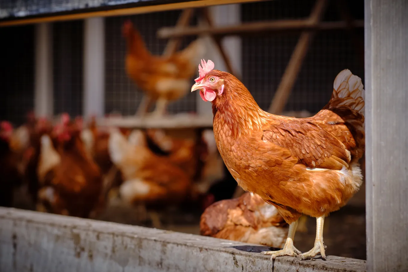 Integral sustainable barn systems | WUR