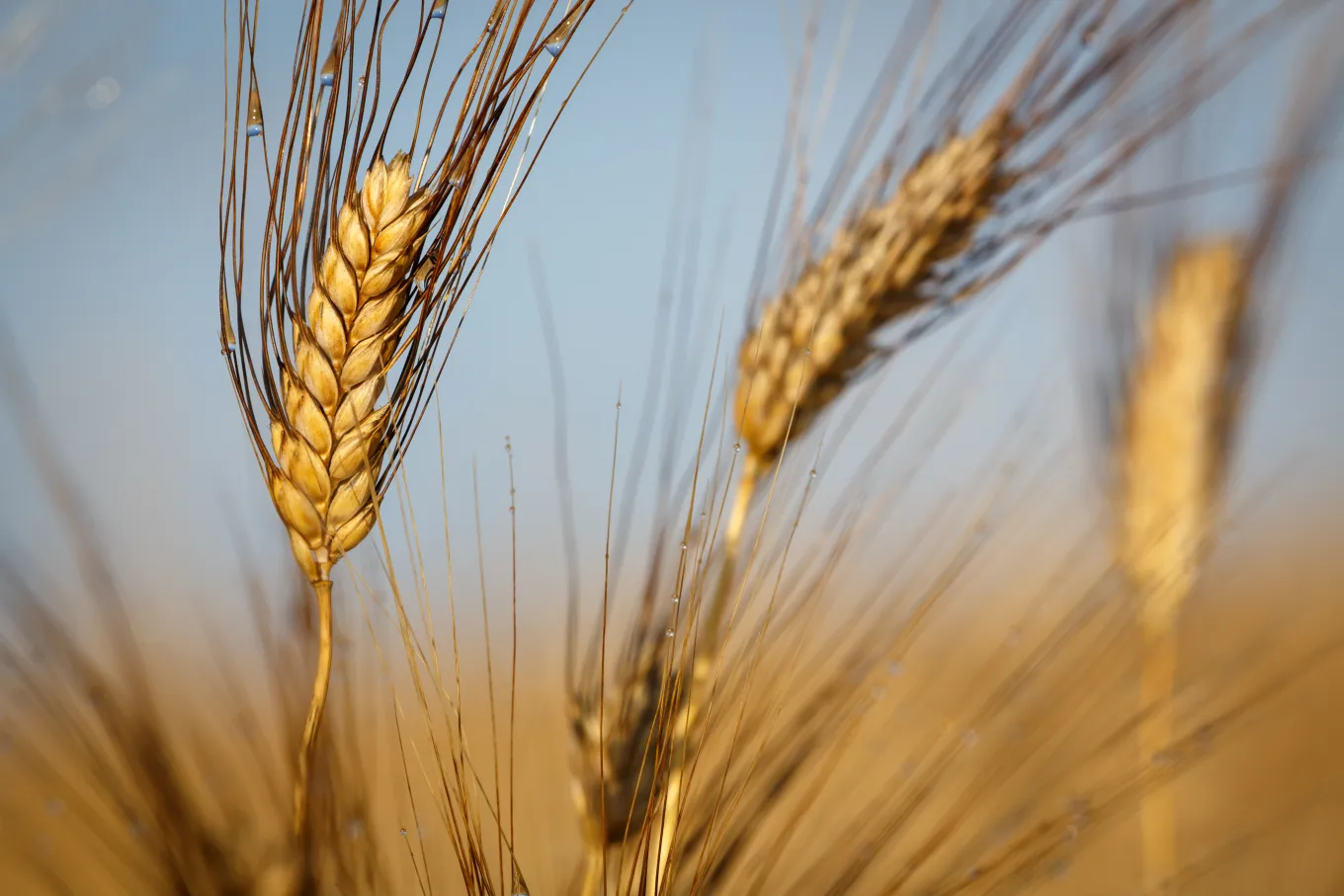 Summer School Food Systems and Ecology: Towards Sustainable Solutions | WUR