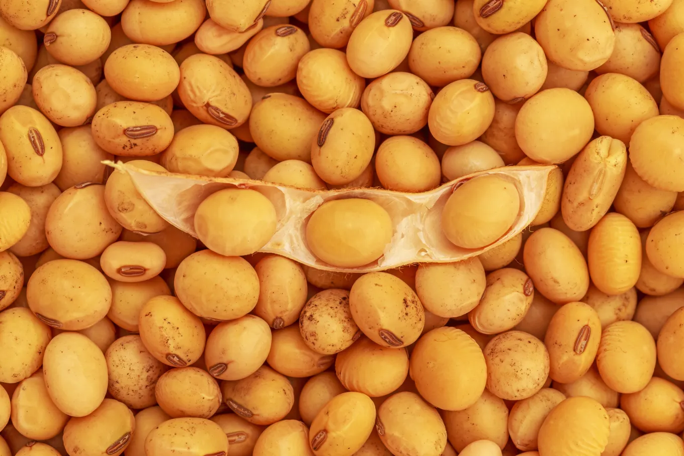 Research theme of Consumption and Healthy Lifestyles: Food transition | WUR