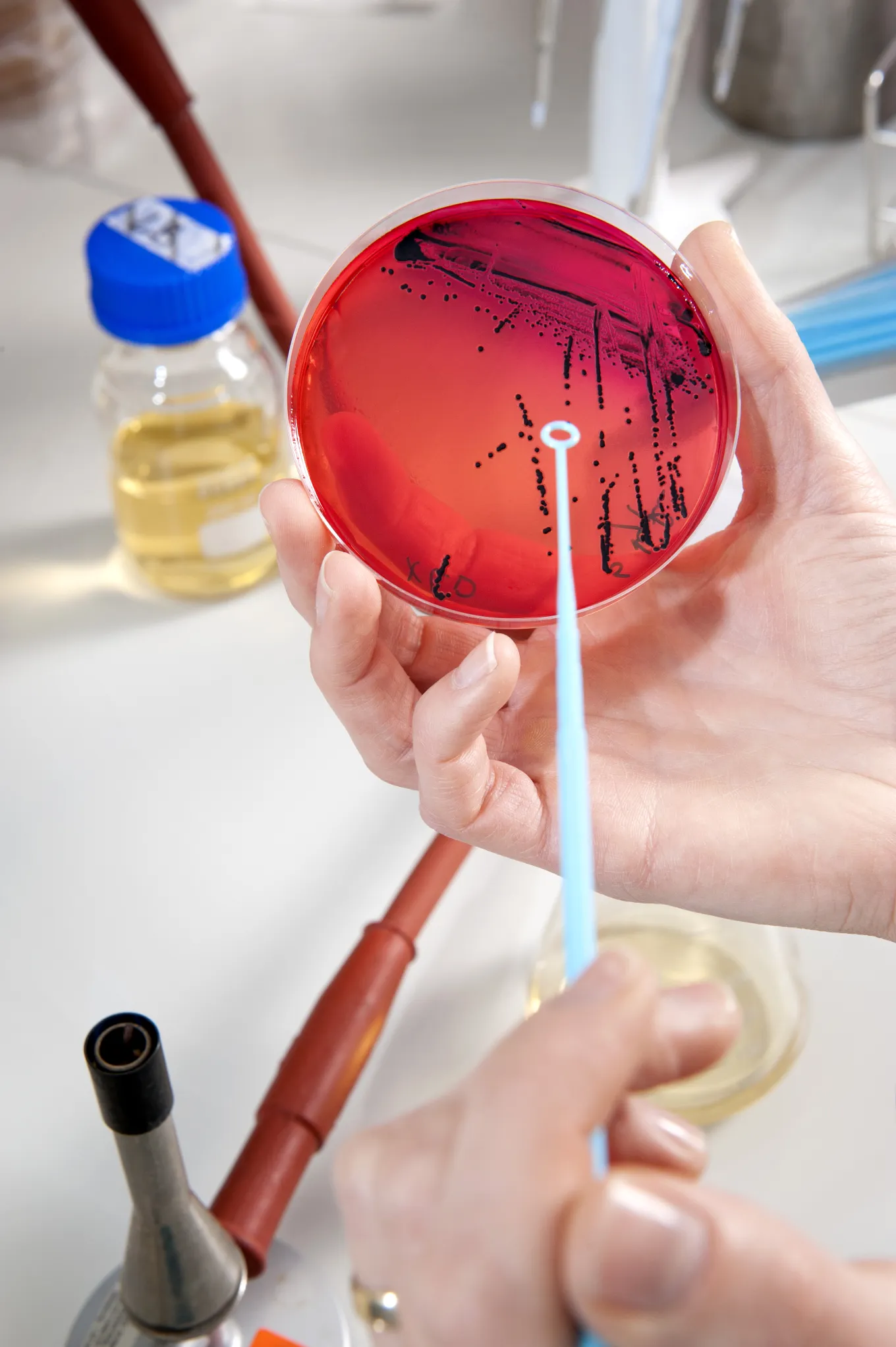 Applied food microbiology: ensuring food safety and shelf life | WUR