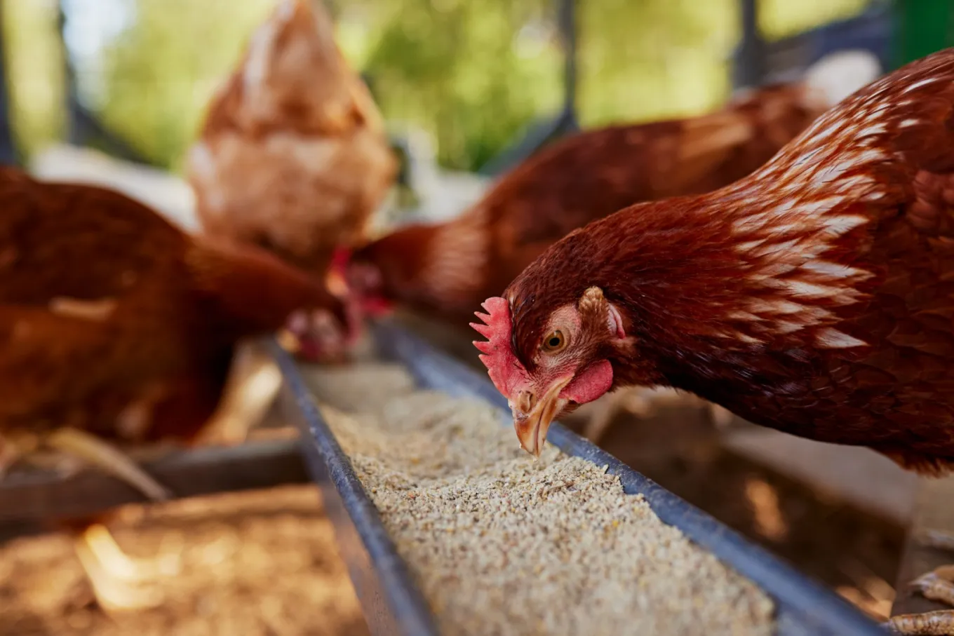 Food and feed analyses | WUR