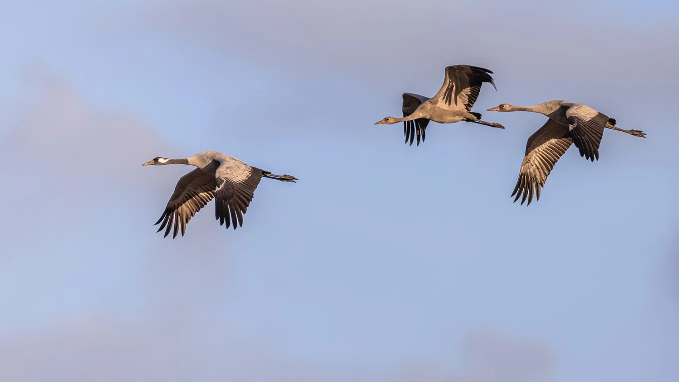Volg de kraanvogeltrek nog beter met de vernieuwde kraanvogelradar | WUR