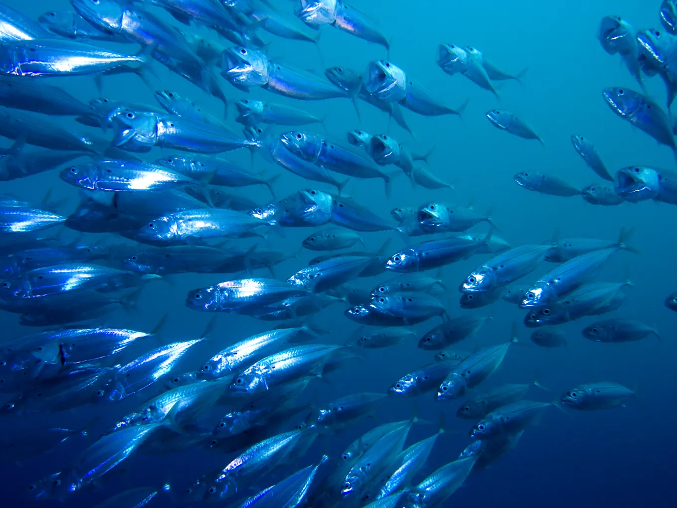 Mackerel below the critical limit | WUR