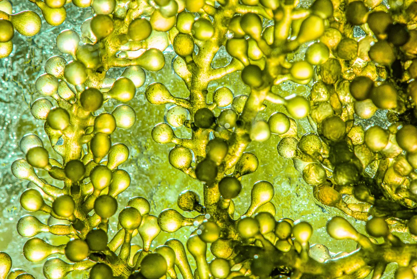 Microalgae as a sustainable oil crop | WUR