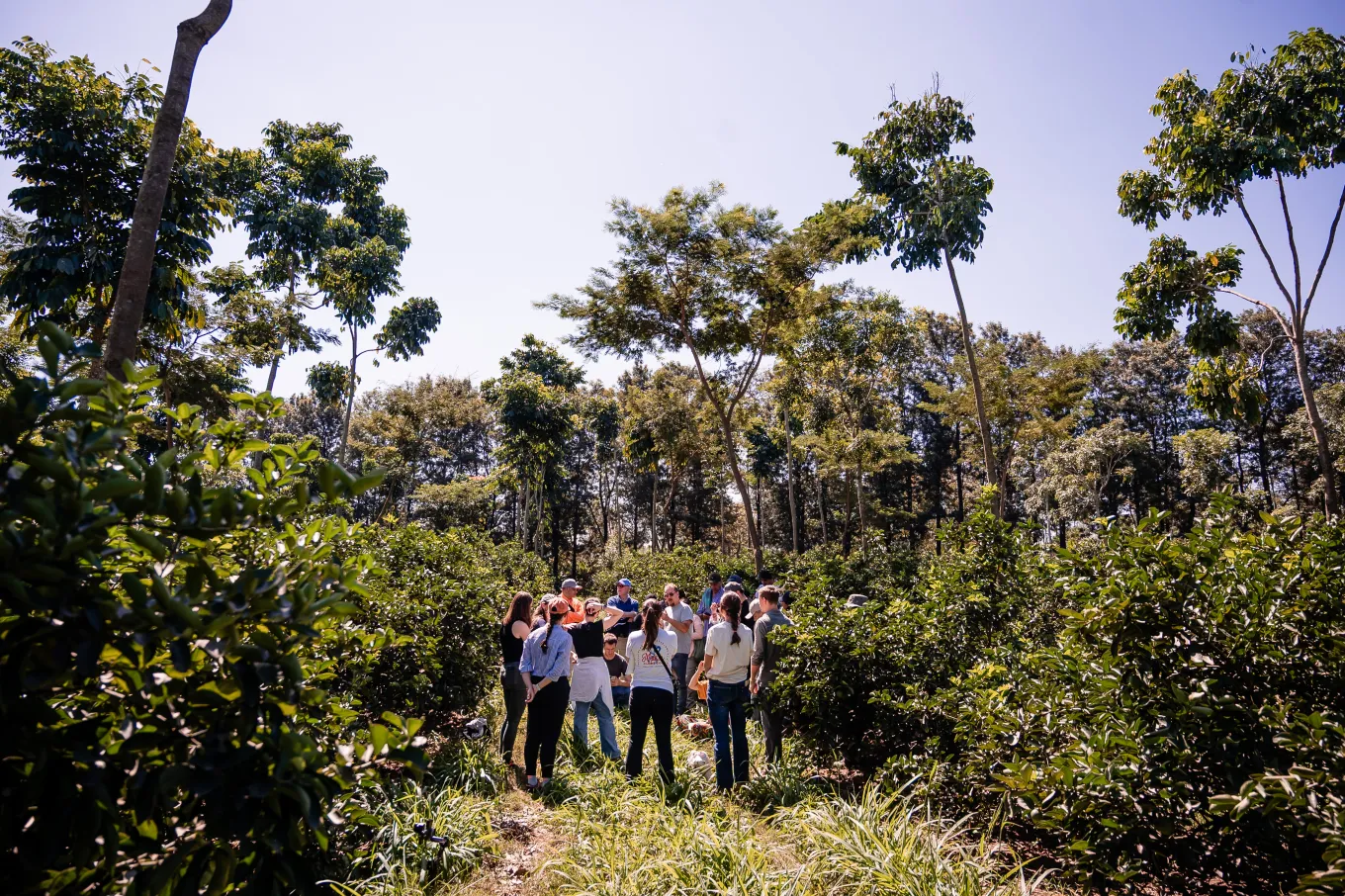 Course: Lighthouse Farm Lab Brazil: Managing Complexity in Food Systems ...