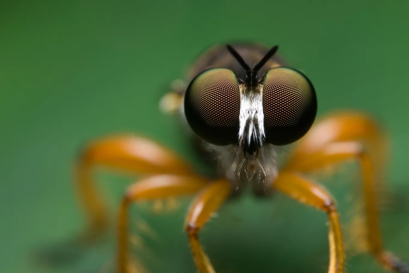 The Insect Sentience Project | WUR
