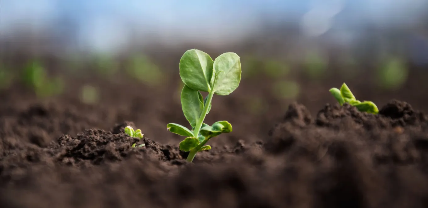 ReGeNL: Advancing profitable regenerative agriculture | WUR