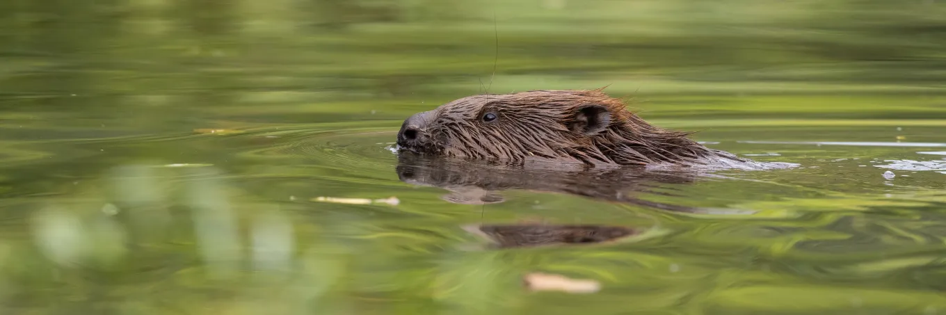 Beavers can turn riverbeds into powerful carbon sinks | WUR
