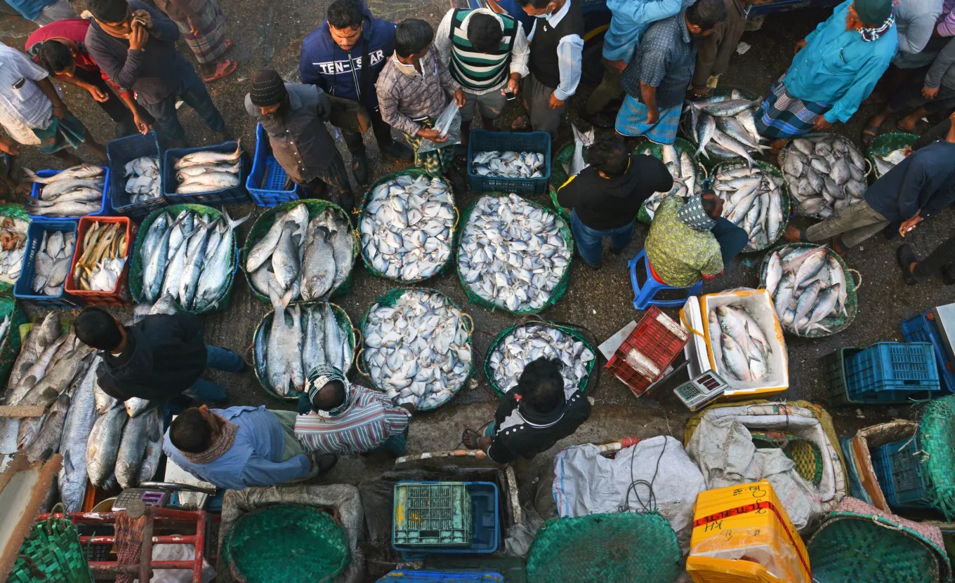 Standardizing chepa shutki - A traditional fermented fish product from ...