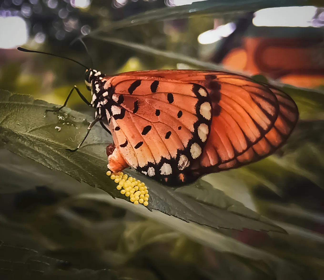 On mating, motherhood, and mortality: The entangled evolution of ...