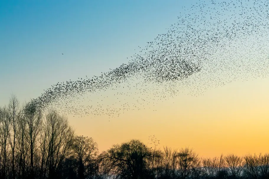 Wageningen Transformation Initiative for sustainable system change